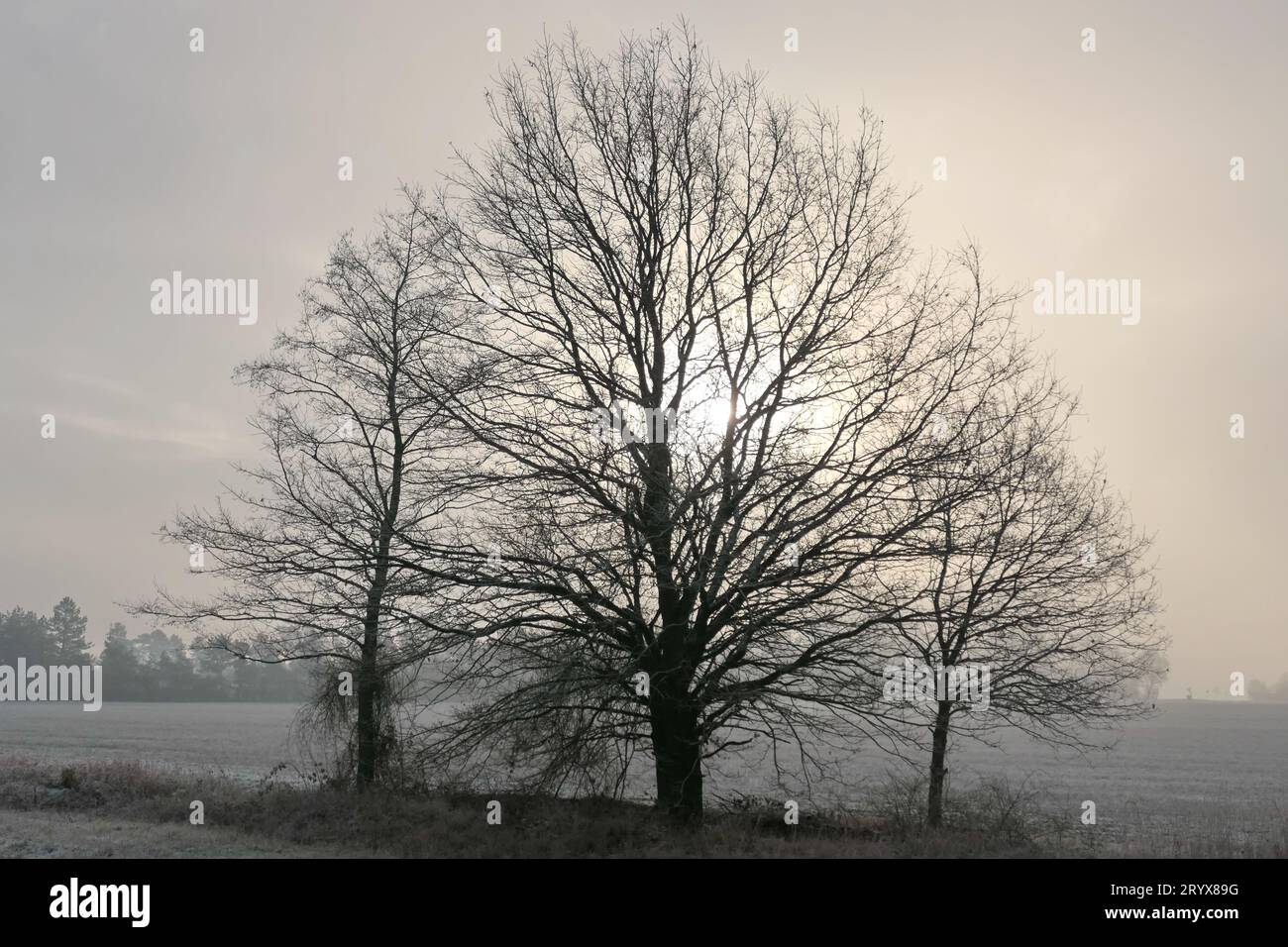Trees in winter Stock Photo - Alamy