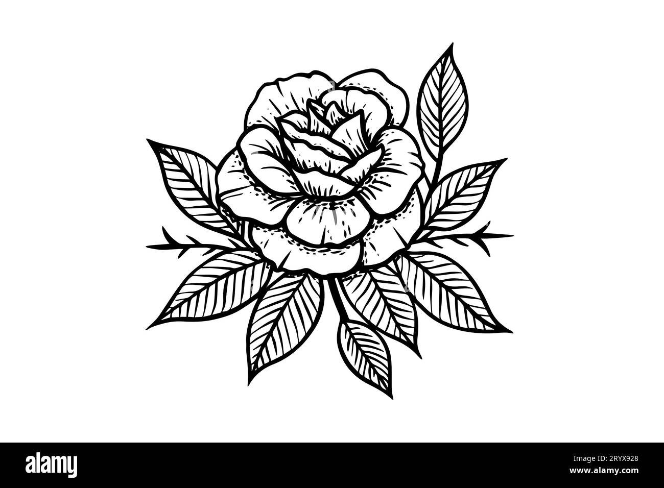 Elegant Rose. Vintage simple line art. Hand drawn ink sketch. Engraving ...