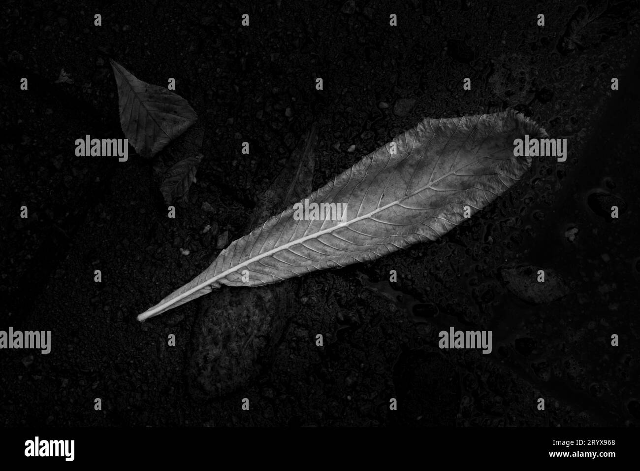 A closeup of a leaf in shape of a feather in grayscale Stock Photo - Alamy