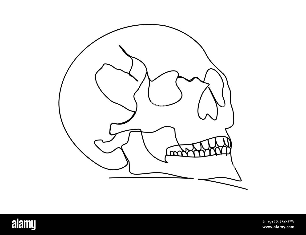 The human skull. One line drawing, vector illustration Stock Vector ...