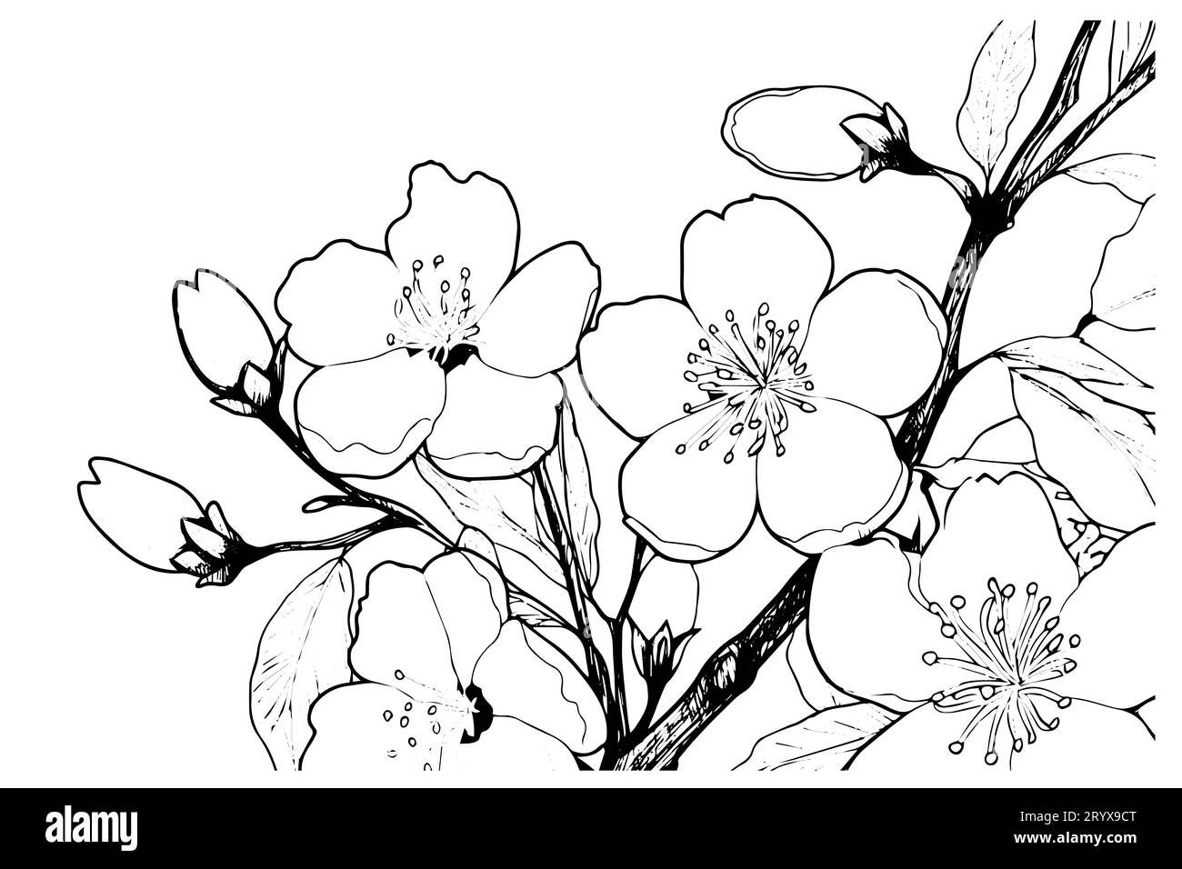 Cherry blossom hand drawn ink sketch. Sakura in engraving style vector ...