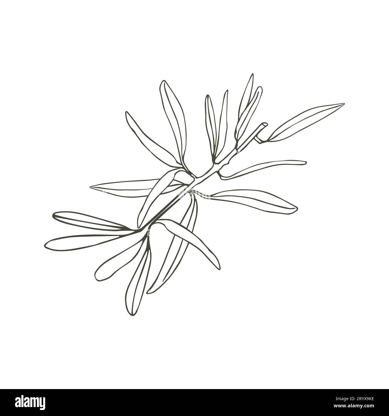 Olive branch. Vector illustration. A hand-drawn textural branch ...