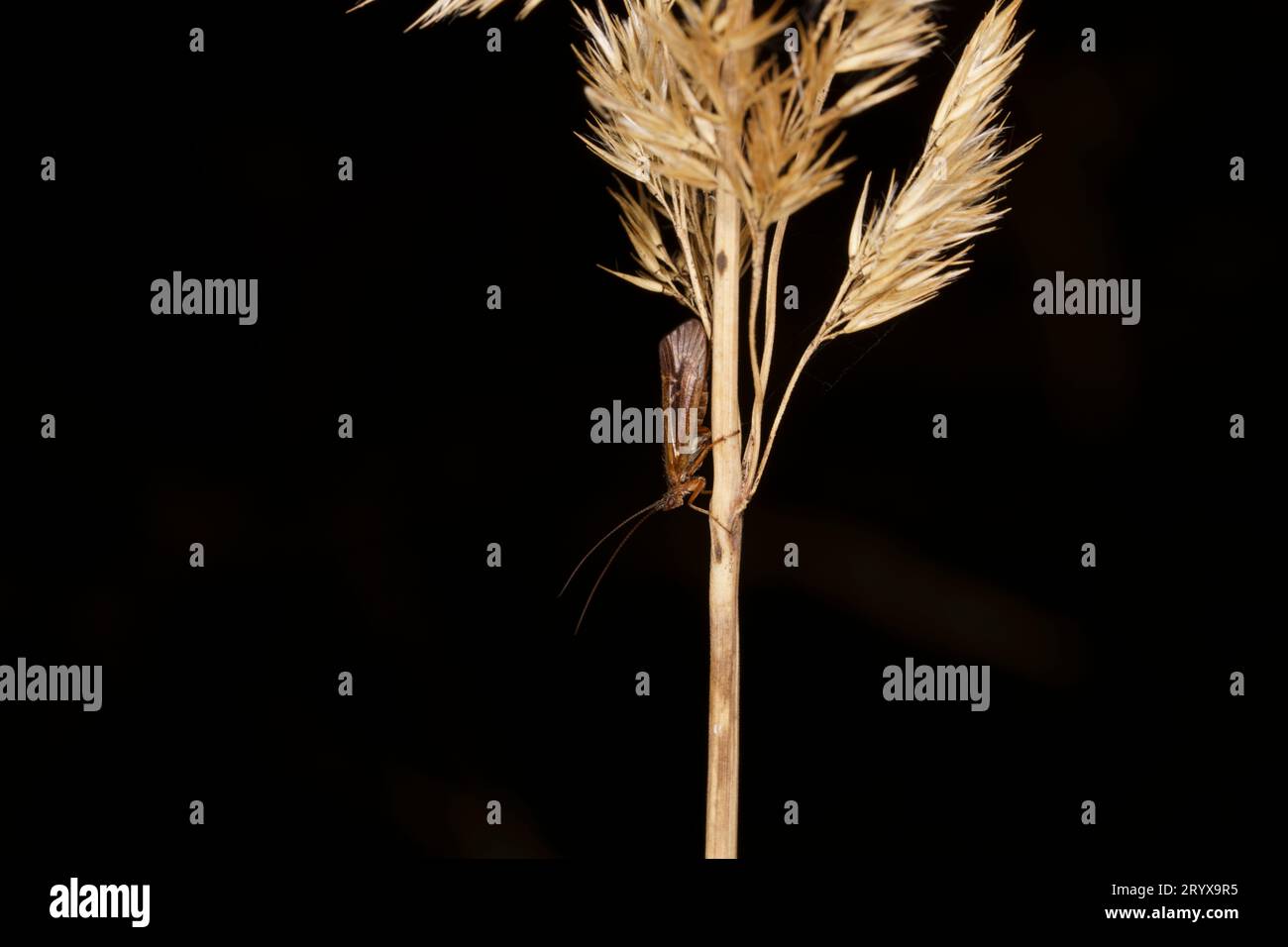 Anabolia laevis Family Limnephilidae Genus Anabolia Northern caddisfly ...