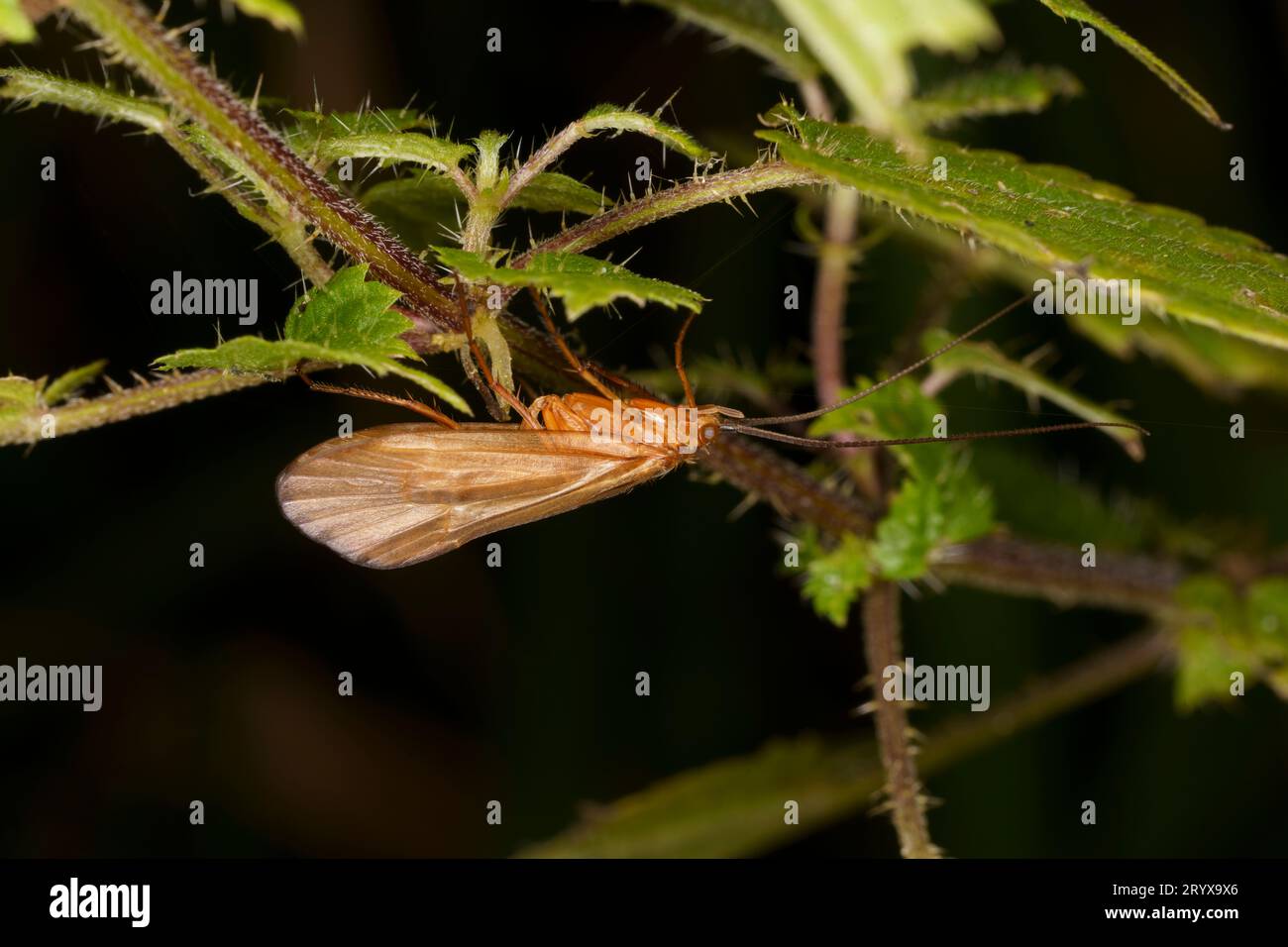 Anabolia laevis Family Limnephilidae Genus Anabolia Northern caddisfly ...