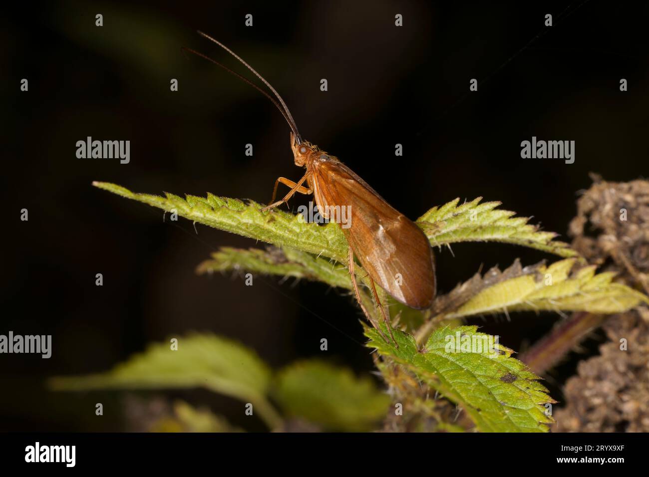 Anabolia laevis Family Limnephilidae Genus Anabolia Northern caddisfly ...