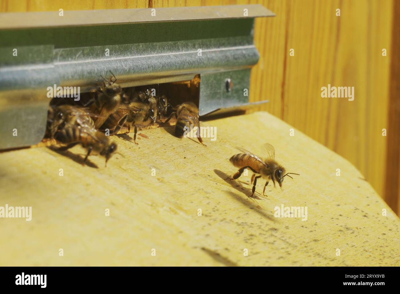 Bees fly in and out of the hive board. Close-up. Agricultural concept ...