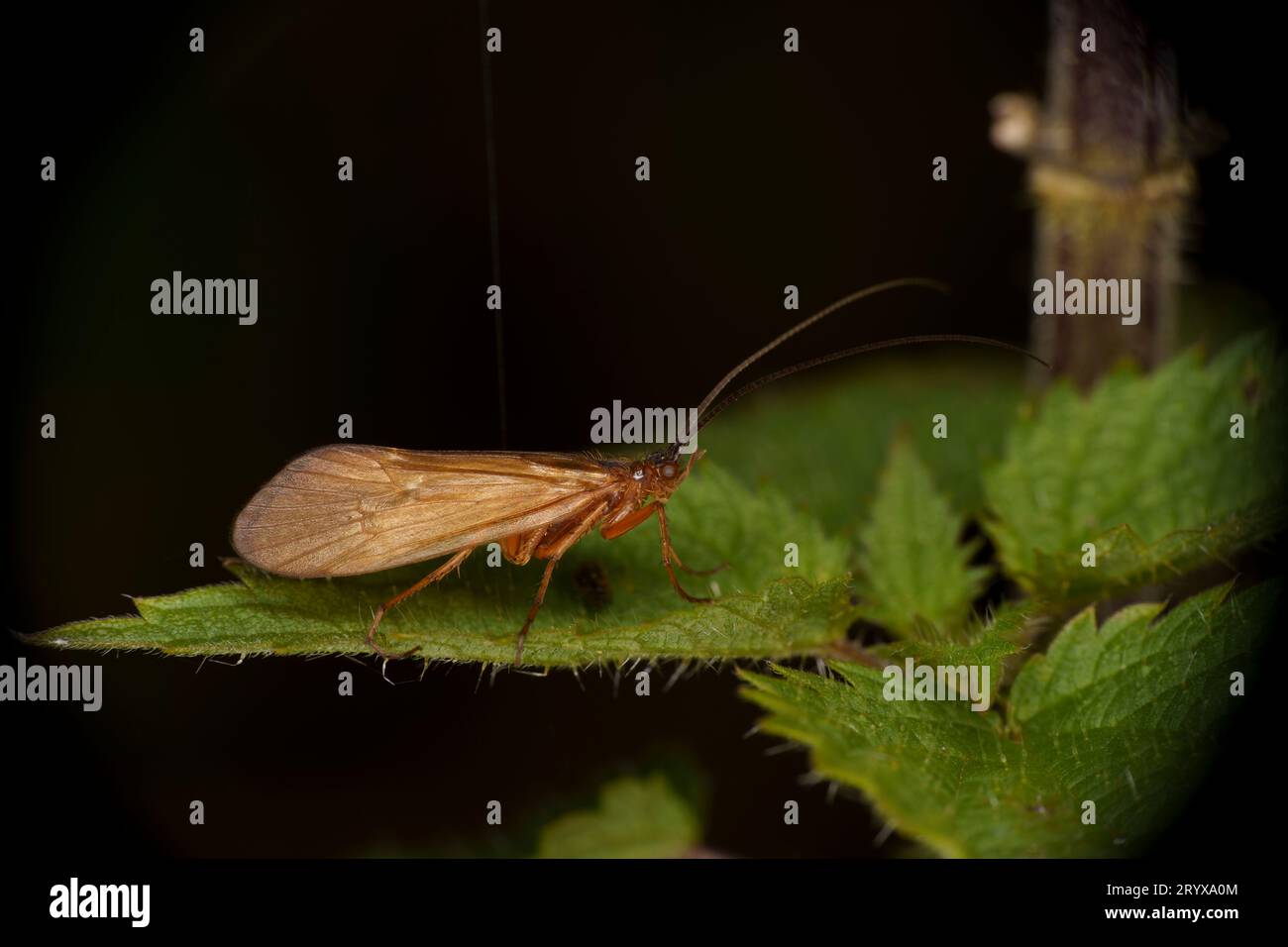 Anabolia laevis Family Limnephilidae Genus Anabolia Northern caddisfly ...