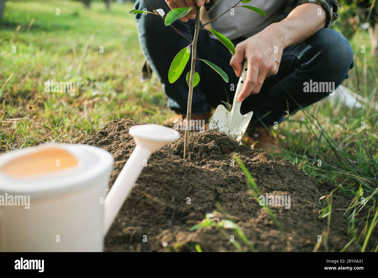 Gardening tree planting hi-res stock photography and images - Alamy