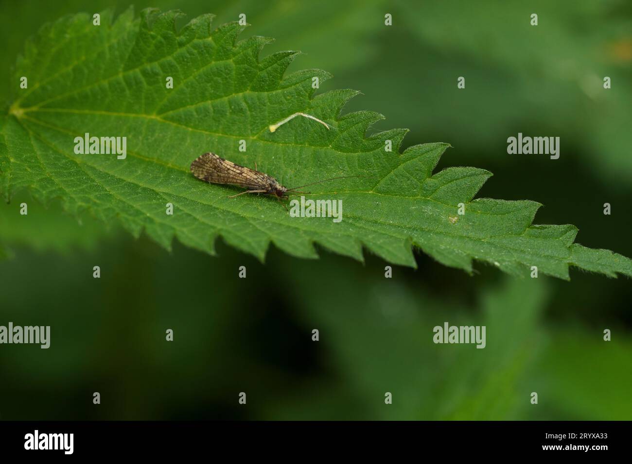 Hydropsyche pellucidula hi-res stock photography and images - Alamy