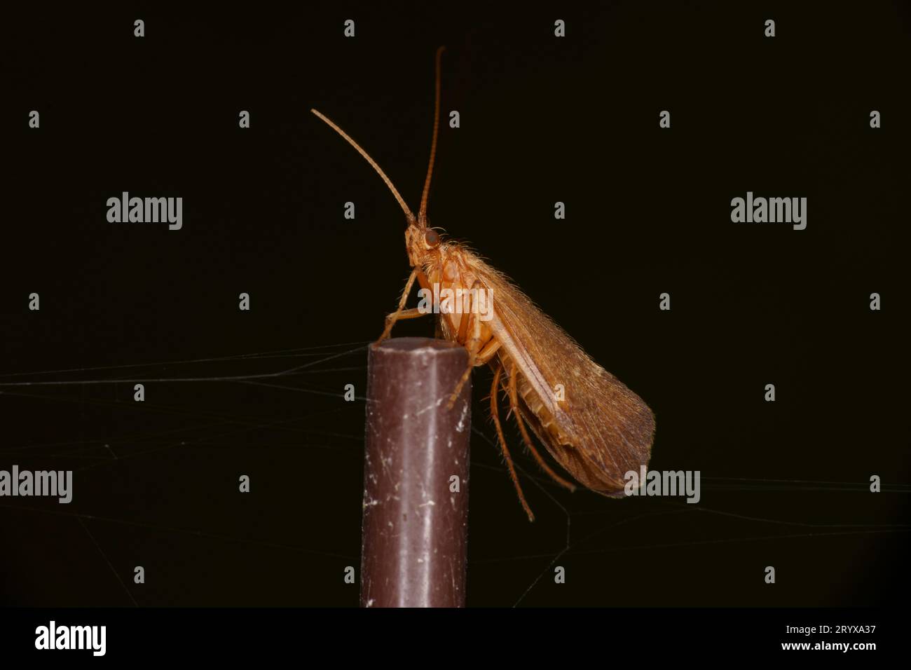Anabolia laevis Family Limnephilidae Genus Anabolia Northern caddisfly ...