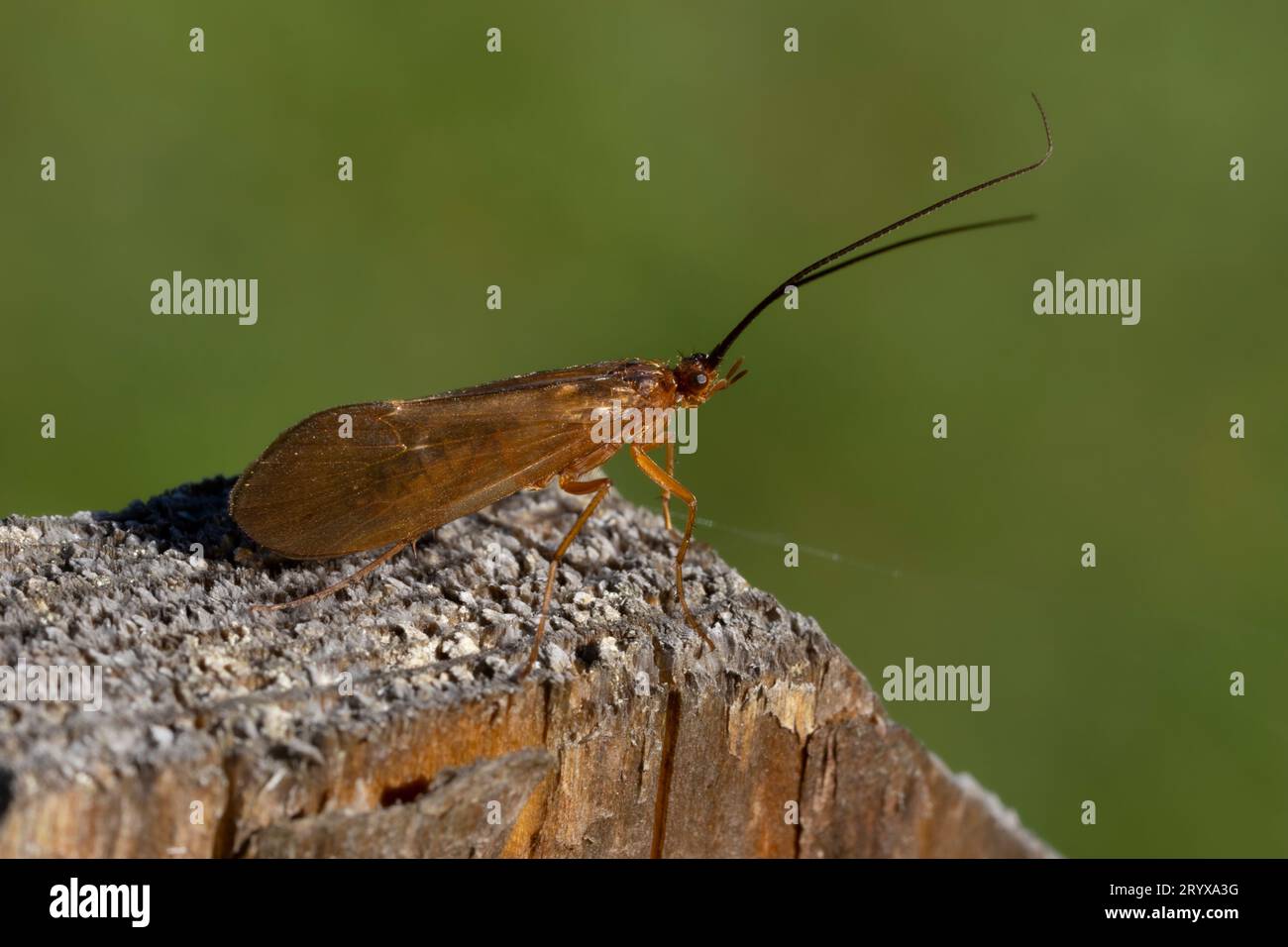 Anabolia laevis Family Limnephilidae Genus Anabolia Northern caddisfly ...