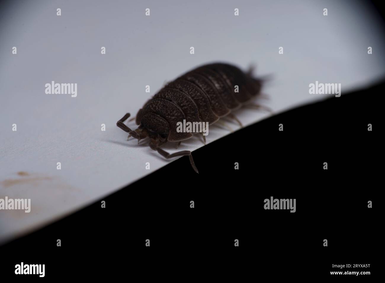 Porcellio scaber Family Porcellionidae Genus Porcellio Common Rough ...