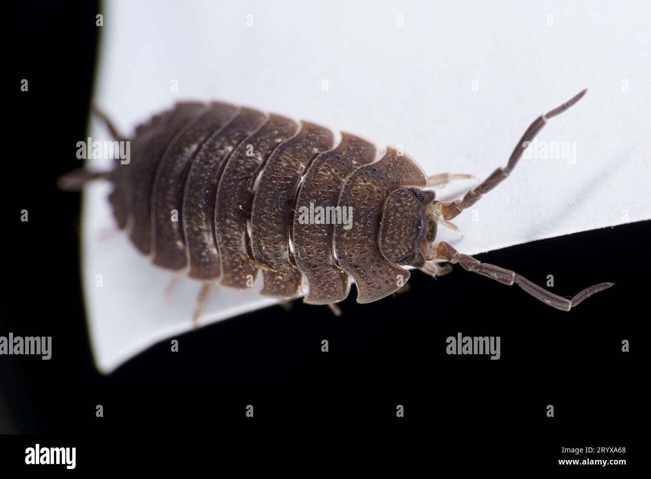 Porcellio scaber Family Porcellionidae Genus Porcellio Common Rough ...
