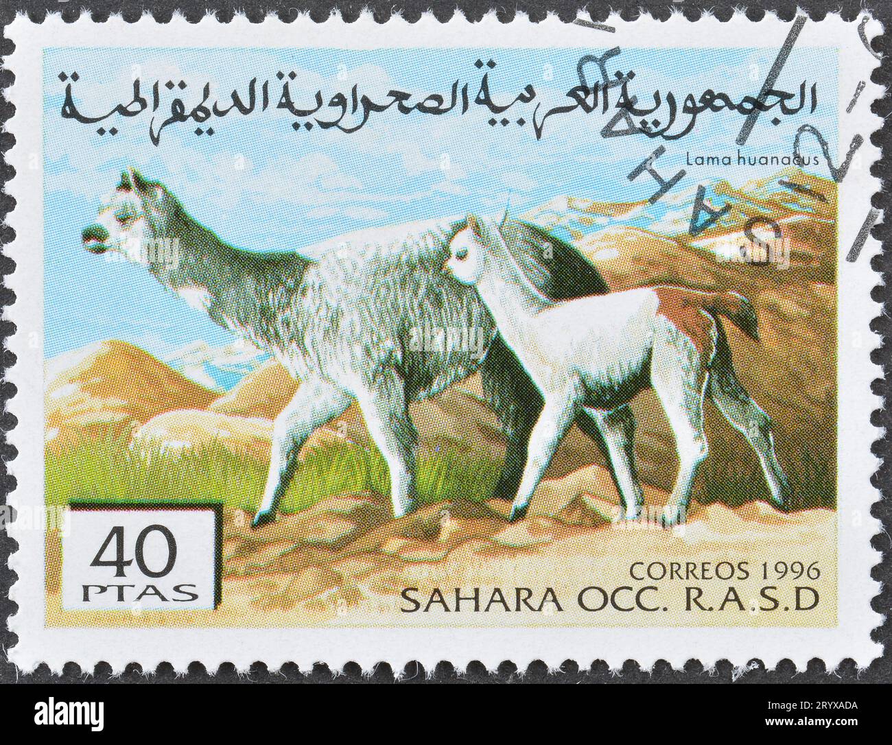 Cancelled postage stamp printed by Sahara, that shows Lama, circa 1996 ...