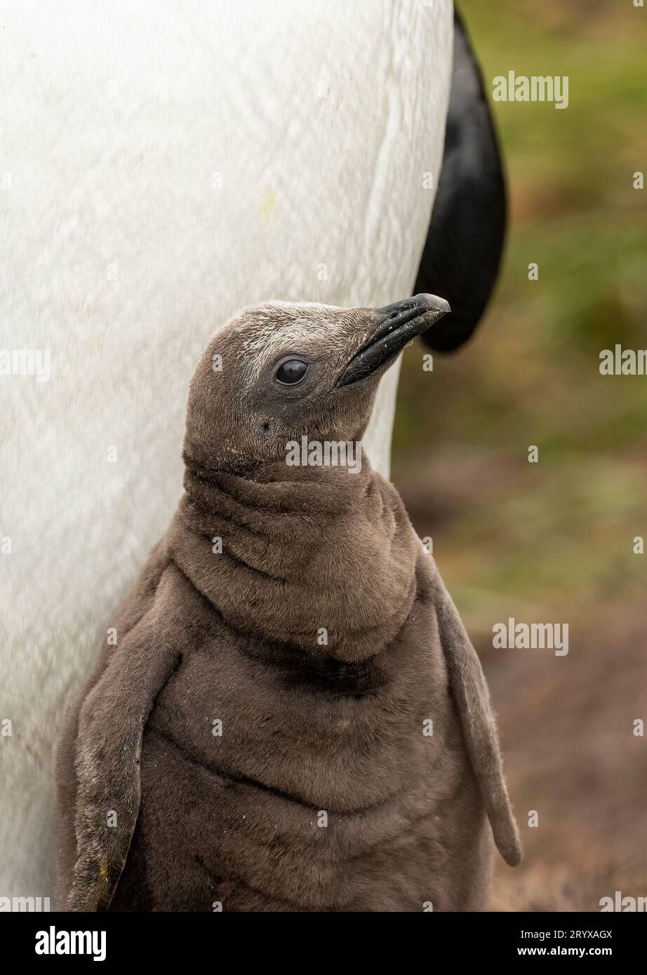 King Penguin Chick Stock Photo - Alamy