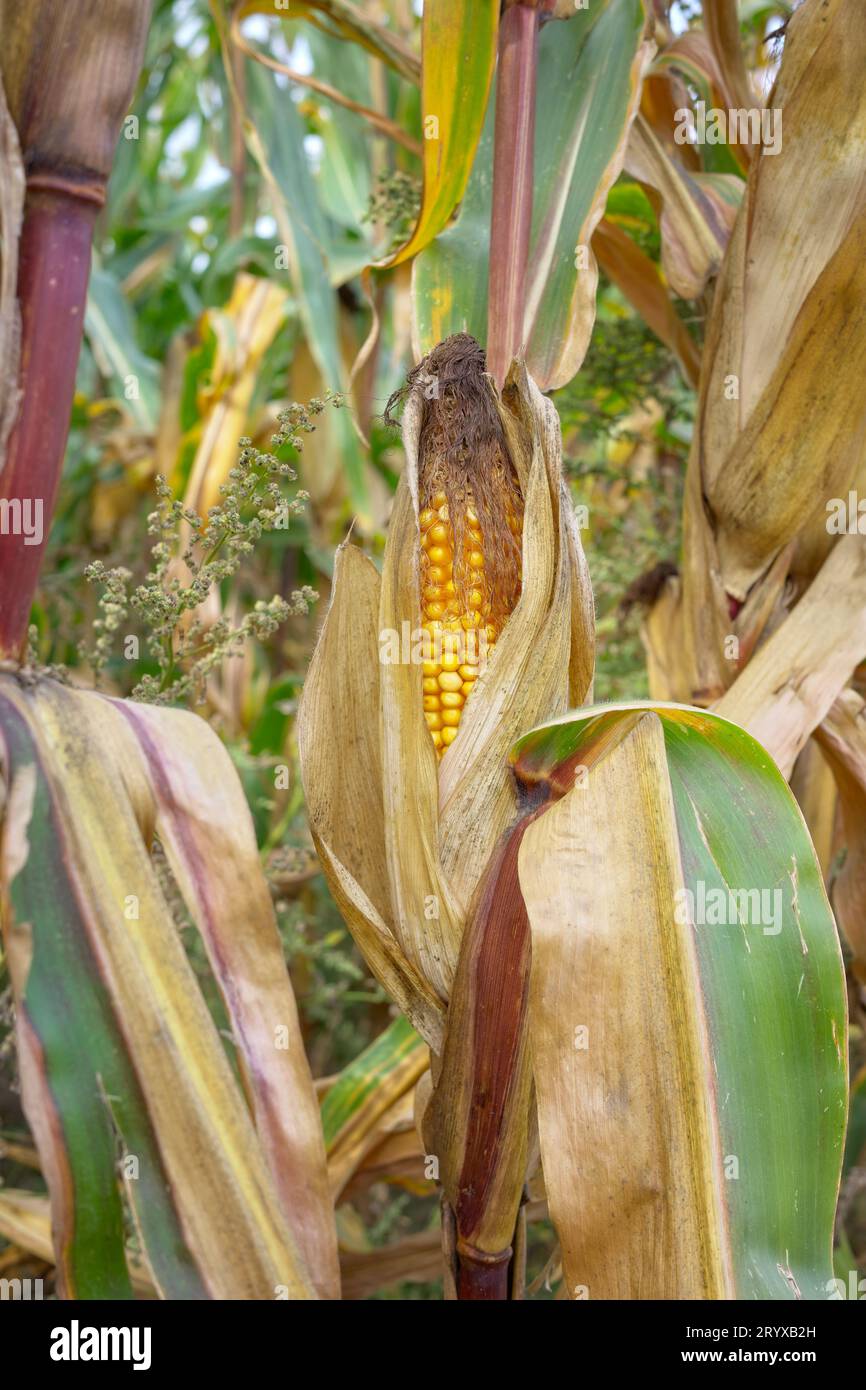 Maize plant corn cob hi-res stock photography and images - Alamy