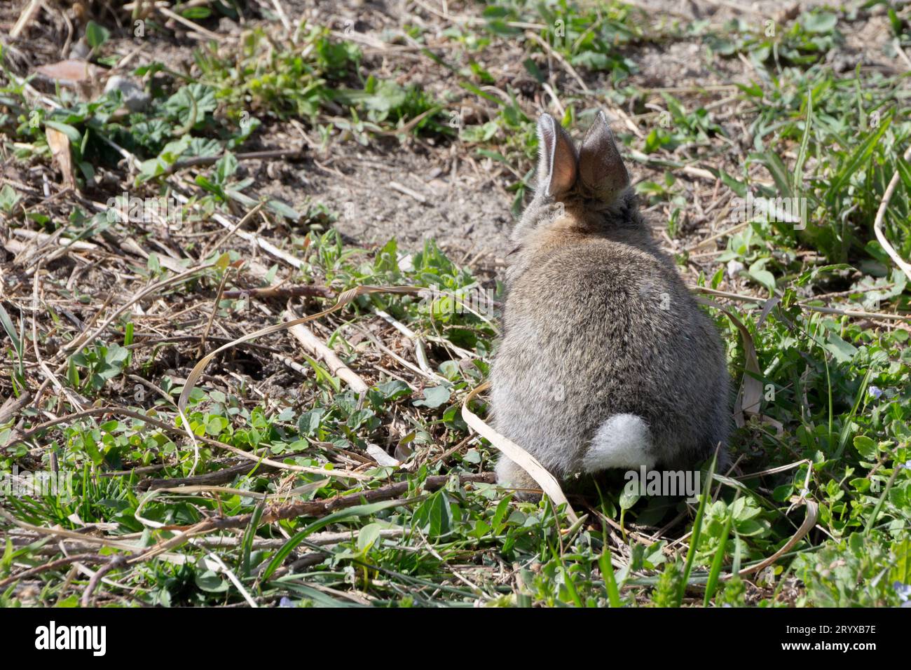 An image featuring the back view of a young gray bunny located on the ...