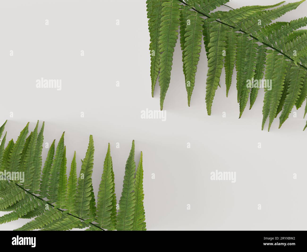 Fern leaves on white background. Flat lay Stock Photo - Alamy