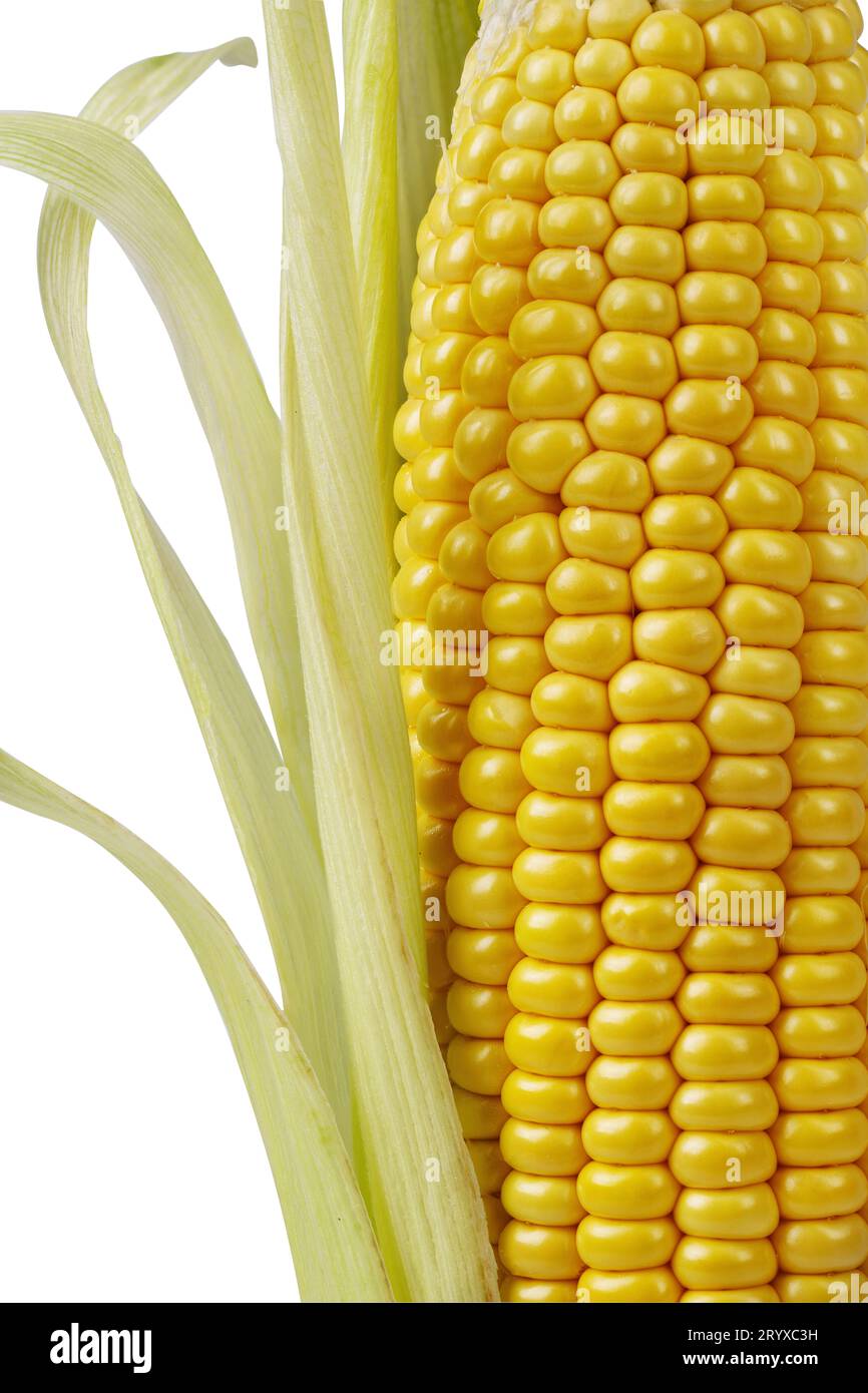 Ear of corn with leaves closeup isolated on white background. Corn cob ...