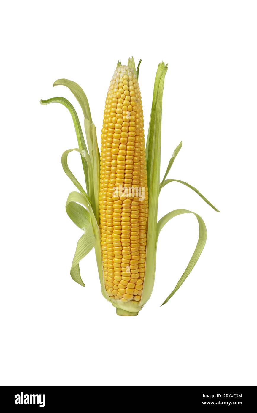 Ear of corn with leaves isolated on white background. Corn cob for ...