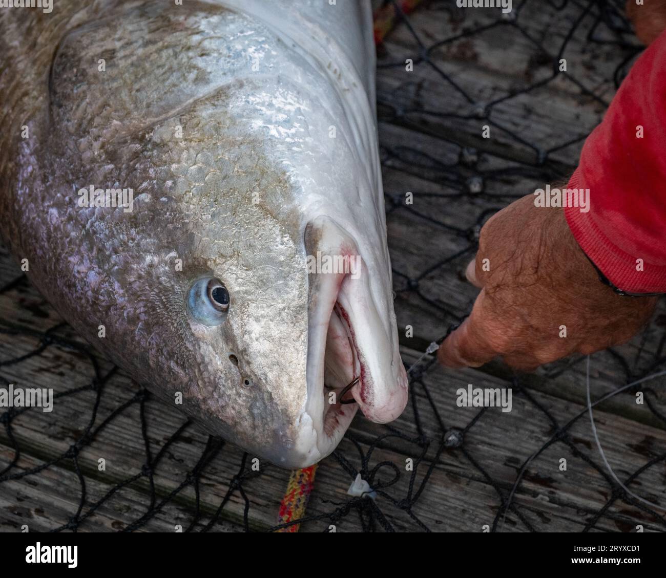 A fisherman proudly holds up a large fish caught in a net on a wooden ...