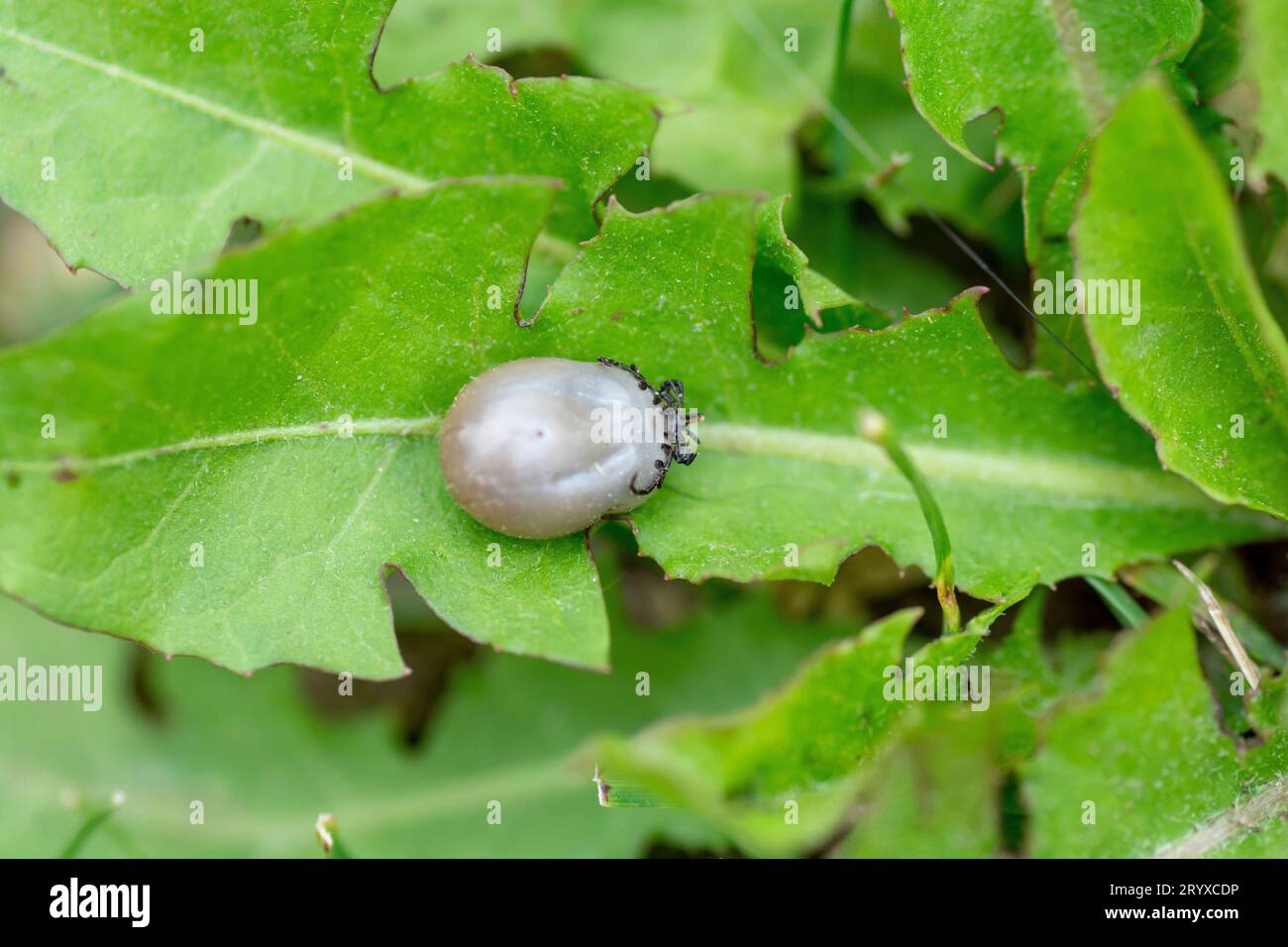 Engorged tick (full of blood) on a green leaf. Cause of a Lyme disease ...