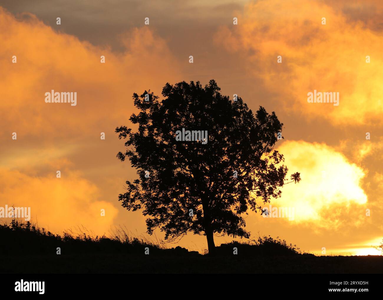 tree silhouette at sunrise Stock Photo - Alamy