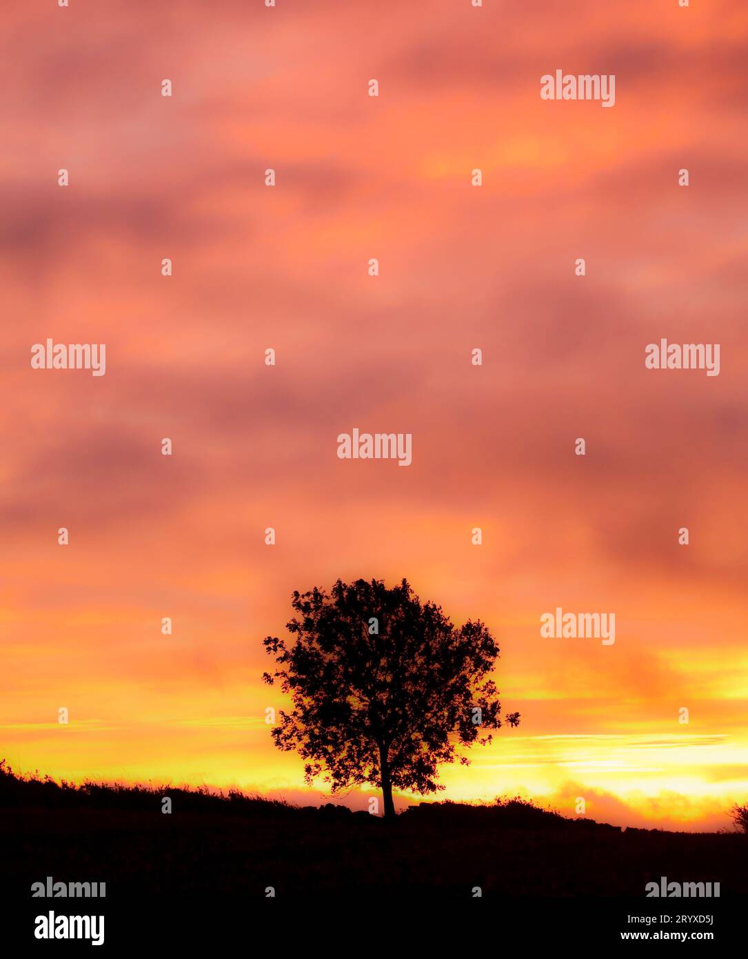 tree silhouette at sunrise Stock Photo - Alamy