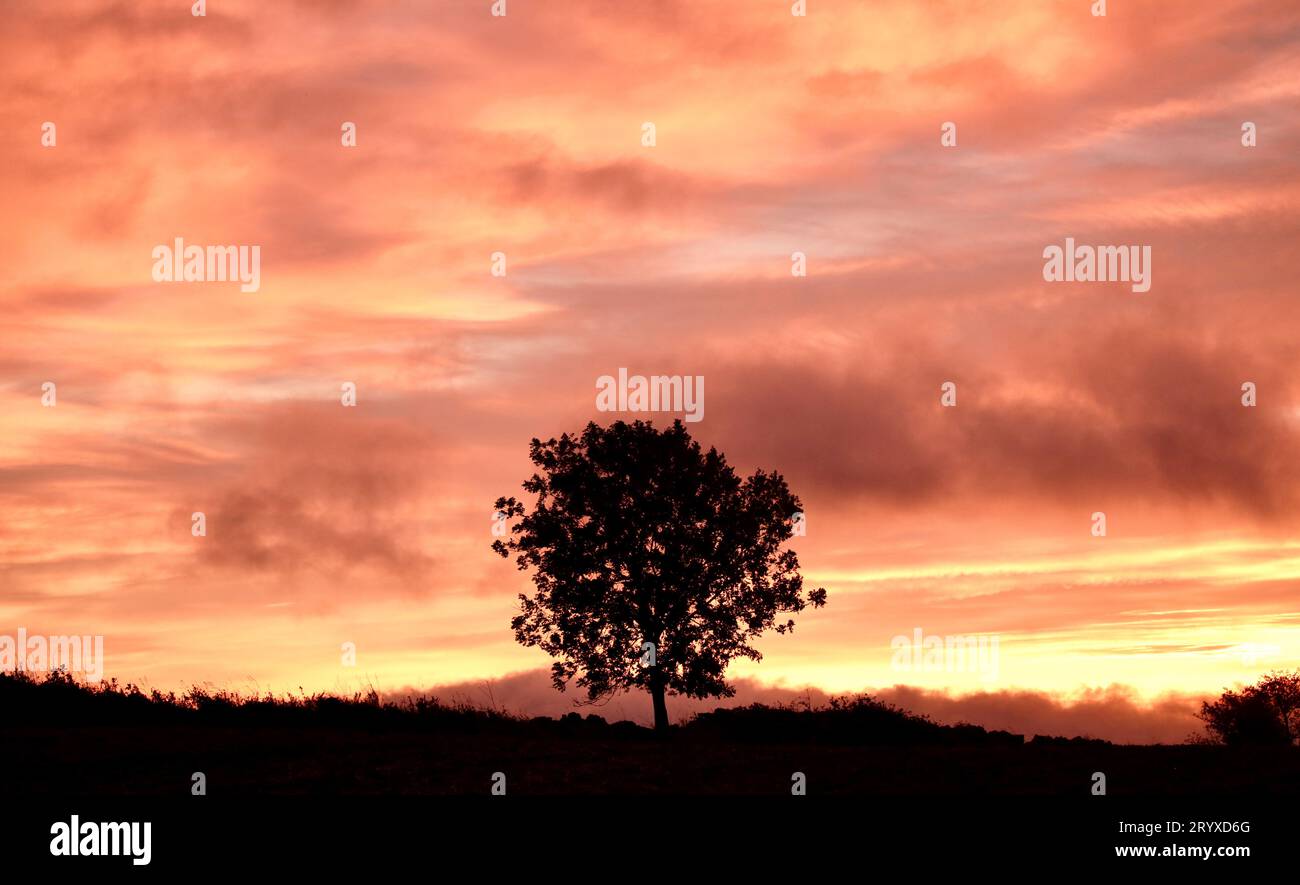 tree silhouette at sunrise Stock Photo - Alamy
