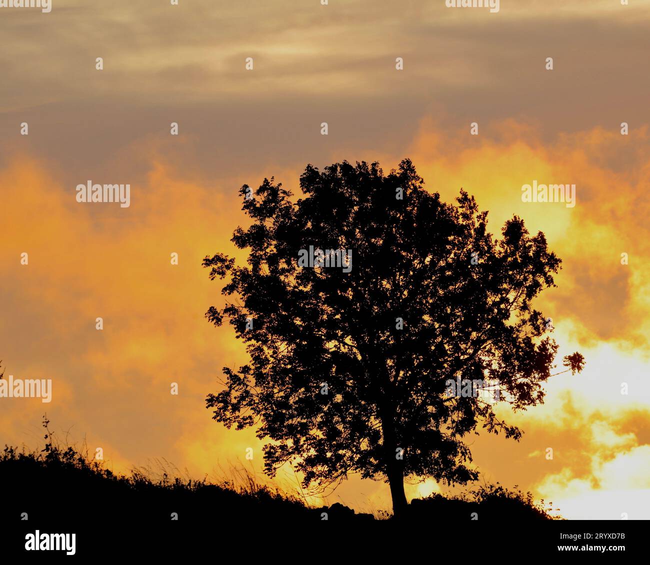 tree silhouette at sunrise Stock Photo - Alamy