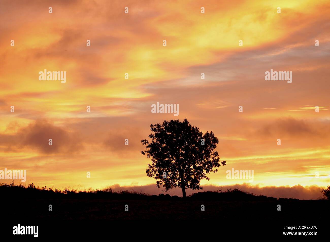tree silhouette at sunrise Stock Photo - Alamy