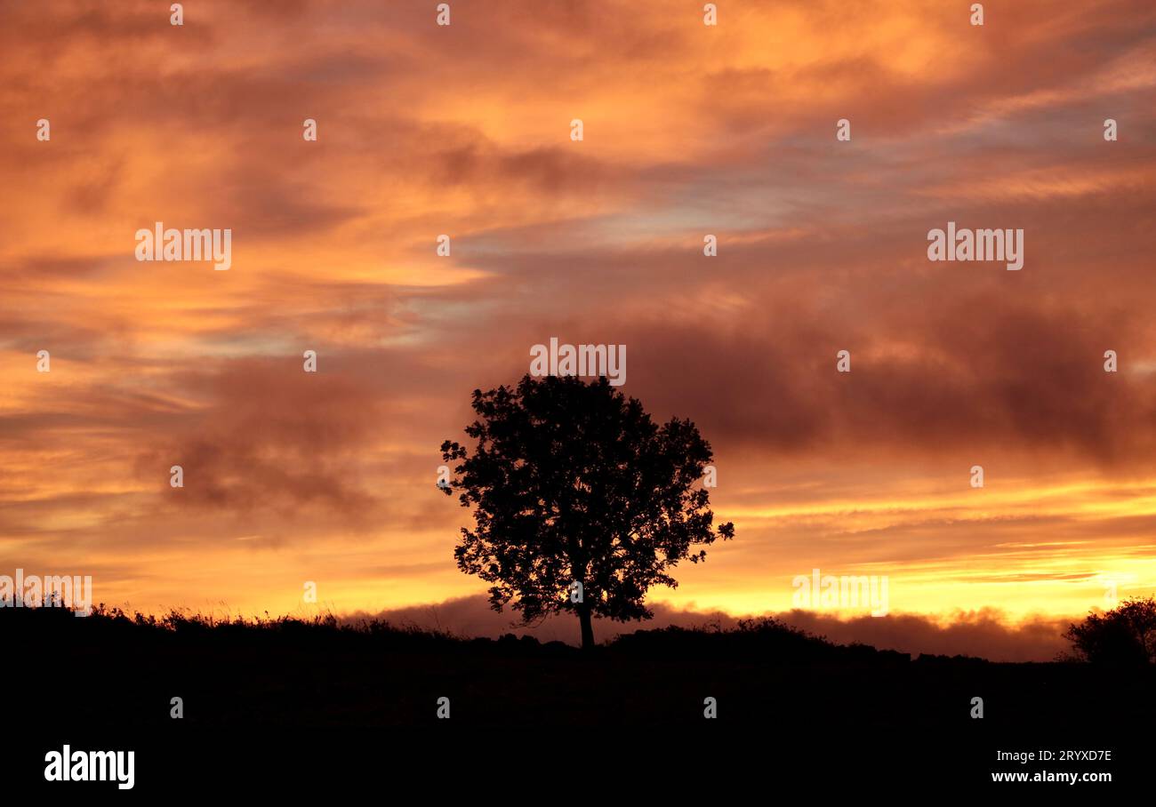 tree silhouette at sunrise Stock Photo - Alamy