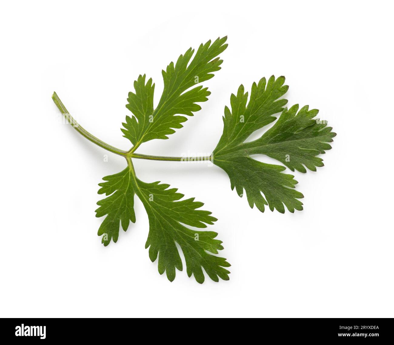 Cilantro plant hi-res stock photography and images - Alamy