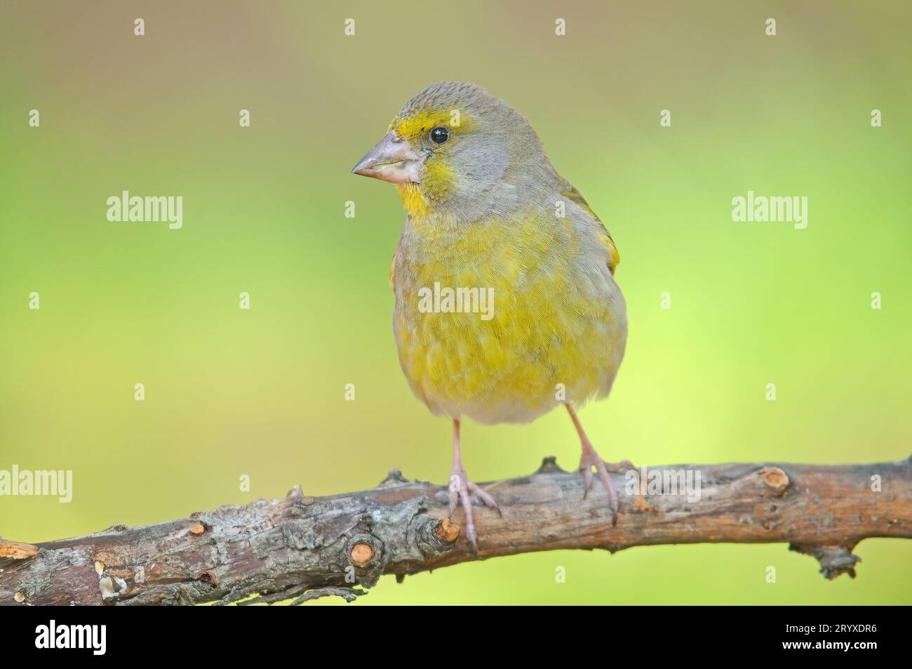The male European Greenfinch on the branch. Chloris chloris Stock Photo ...
