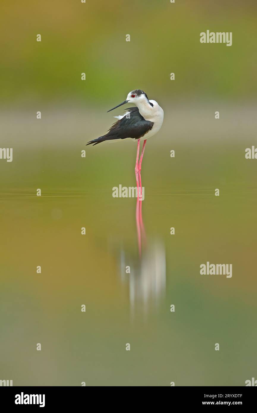 Black legged stilt hi-res stock photography and images - Alamy