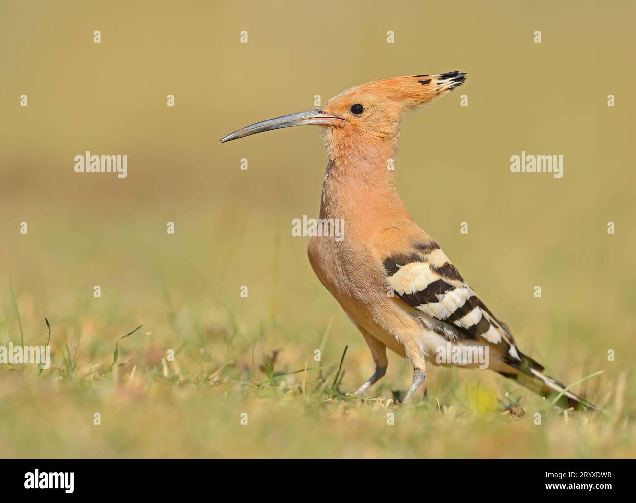 Female hoopoe hi-res stock photography and images - Alamy