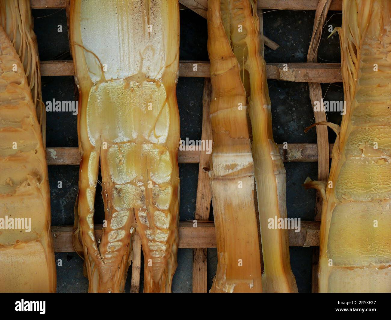 Bamboo drying in Vietnam Stock Photo - Alamy