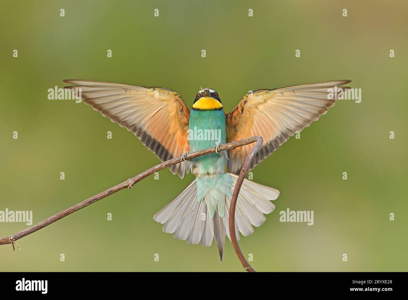 Open eater hi-res stock photography and images - Alamy