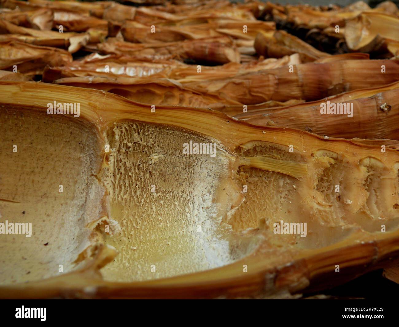 Bamboo drying in Vietnam Stock Photo - Alamy