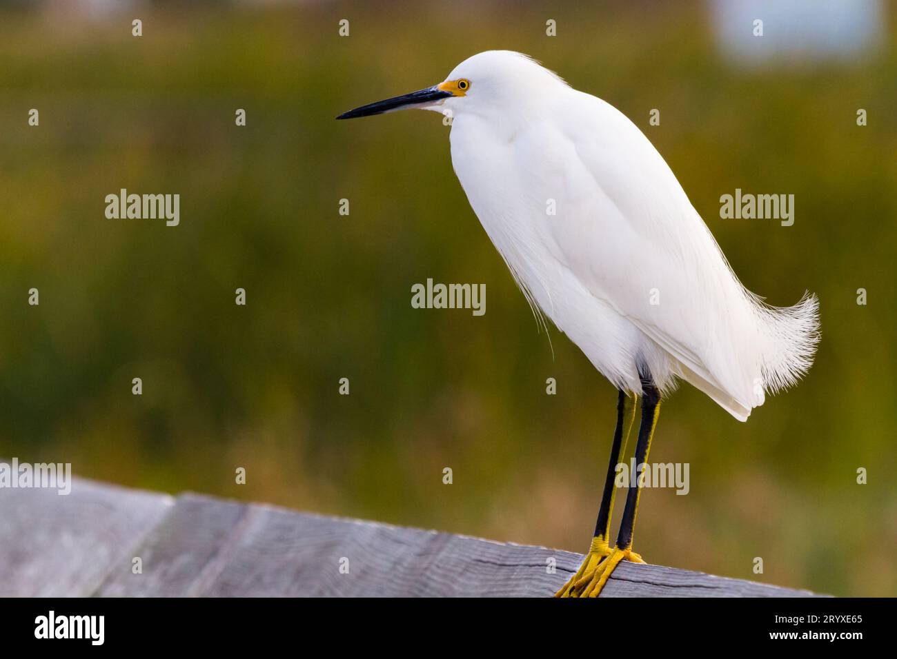 Berding center hi-res stock photography and images - Alamy