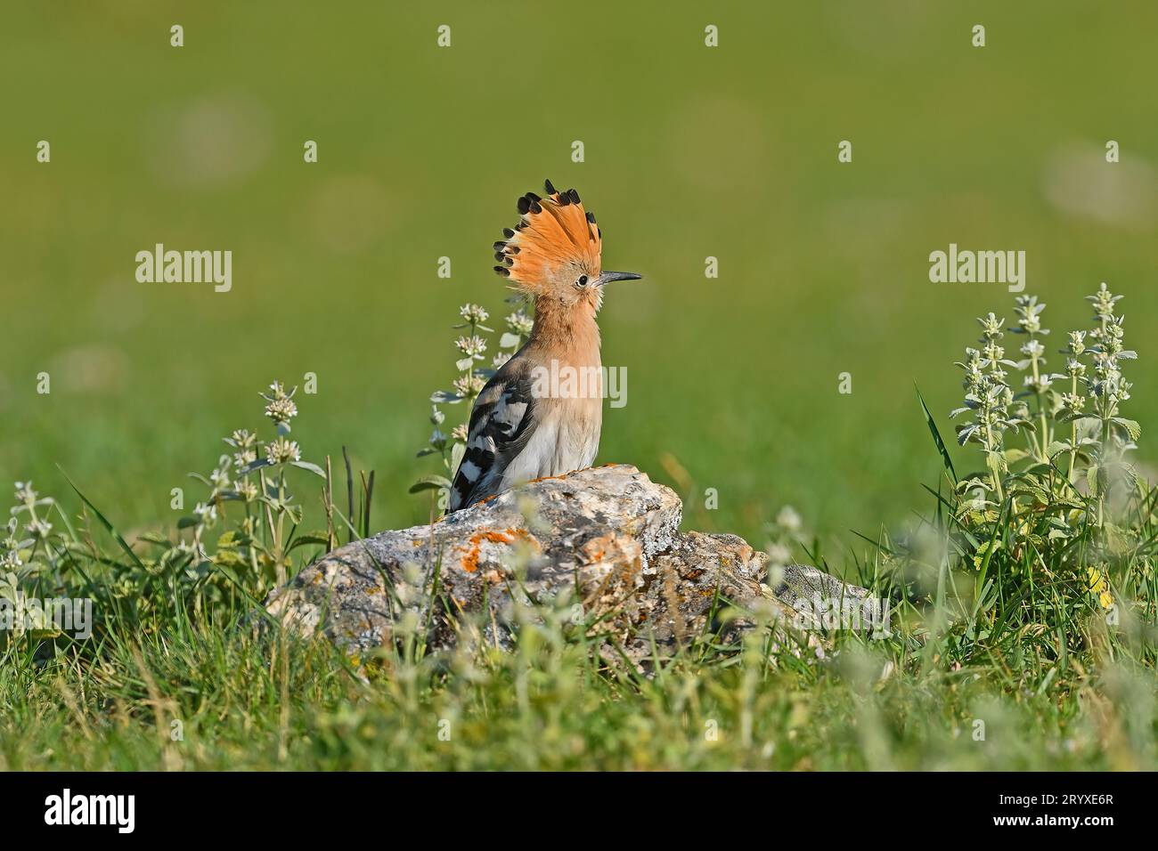 Male hoopoe upupa epops hi-res stock photography and images - Alamy