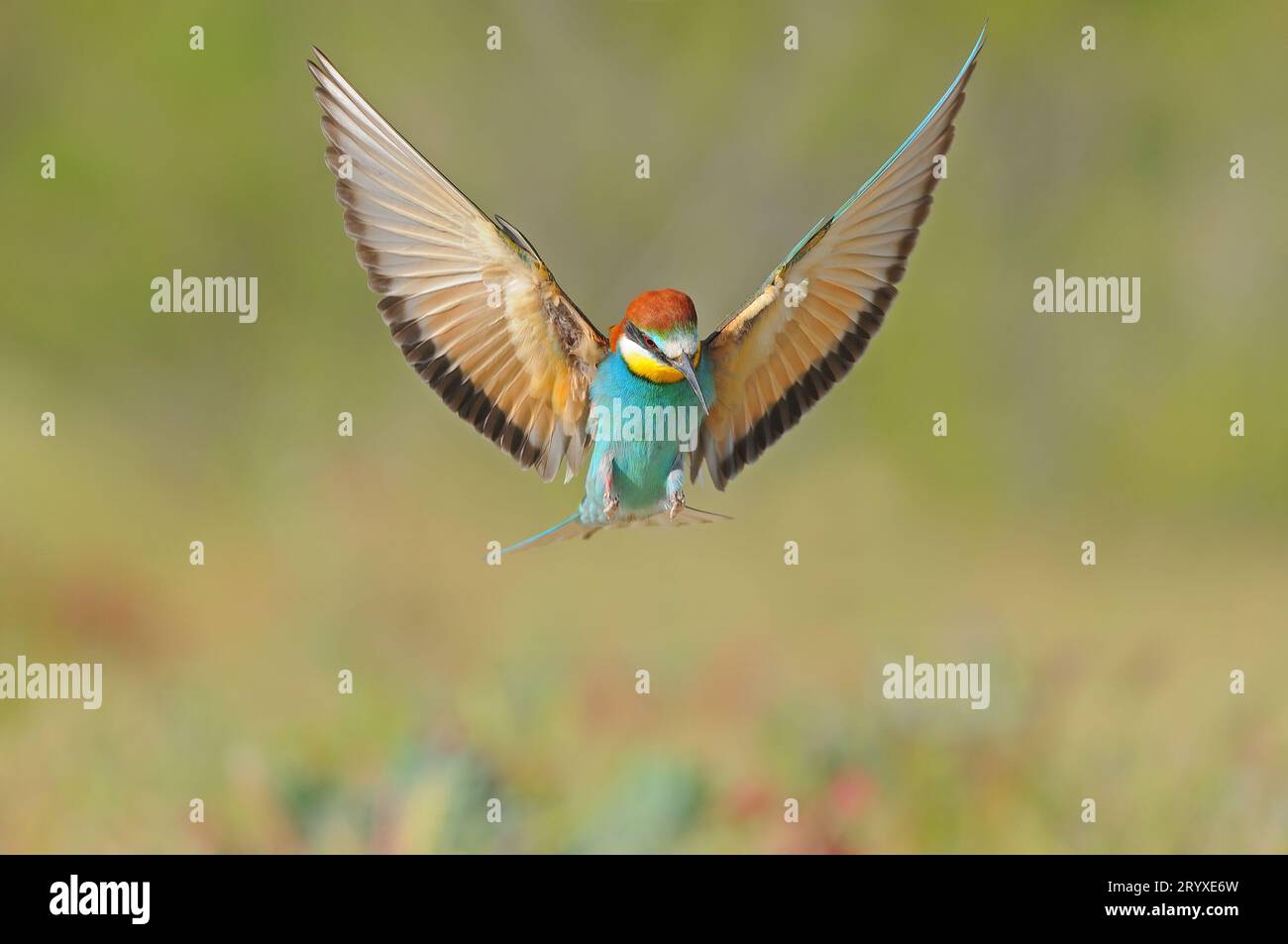 Open eater hi-res stock photography and images - Alamy