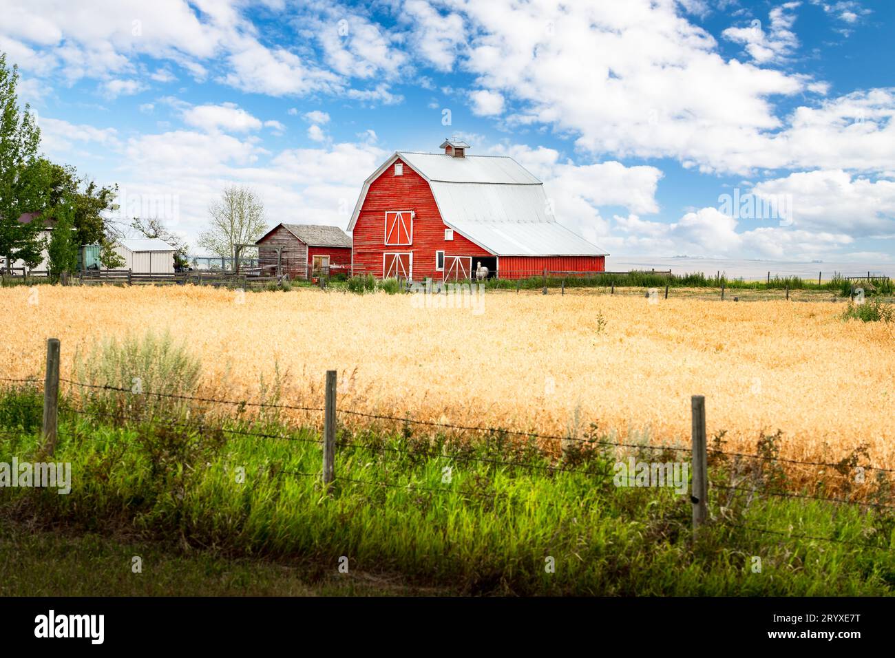 Rustic red barn with horse on farmyard overlooking crop land on the ...