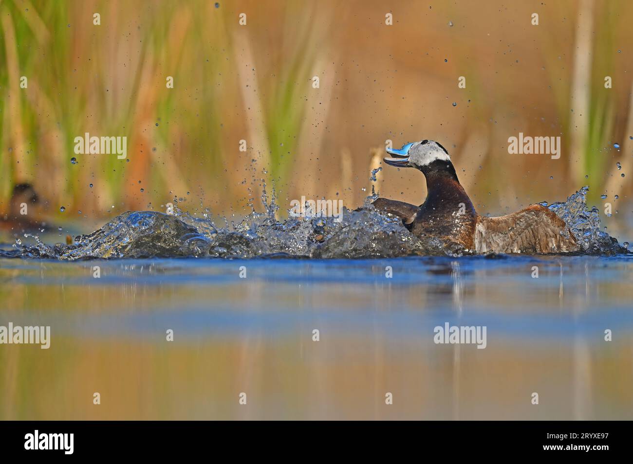 White-headed Duck cleaning in the water. Bluebilled duck. Bathing duck ...
