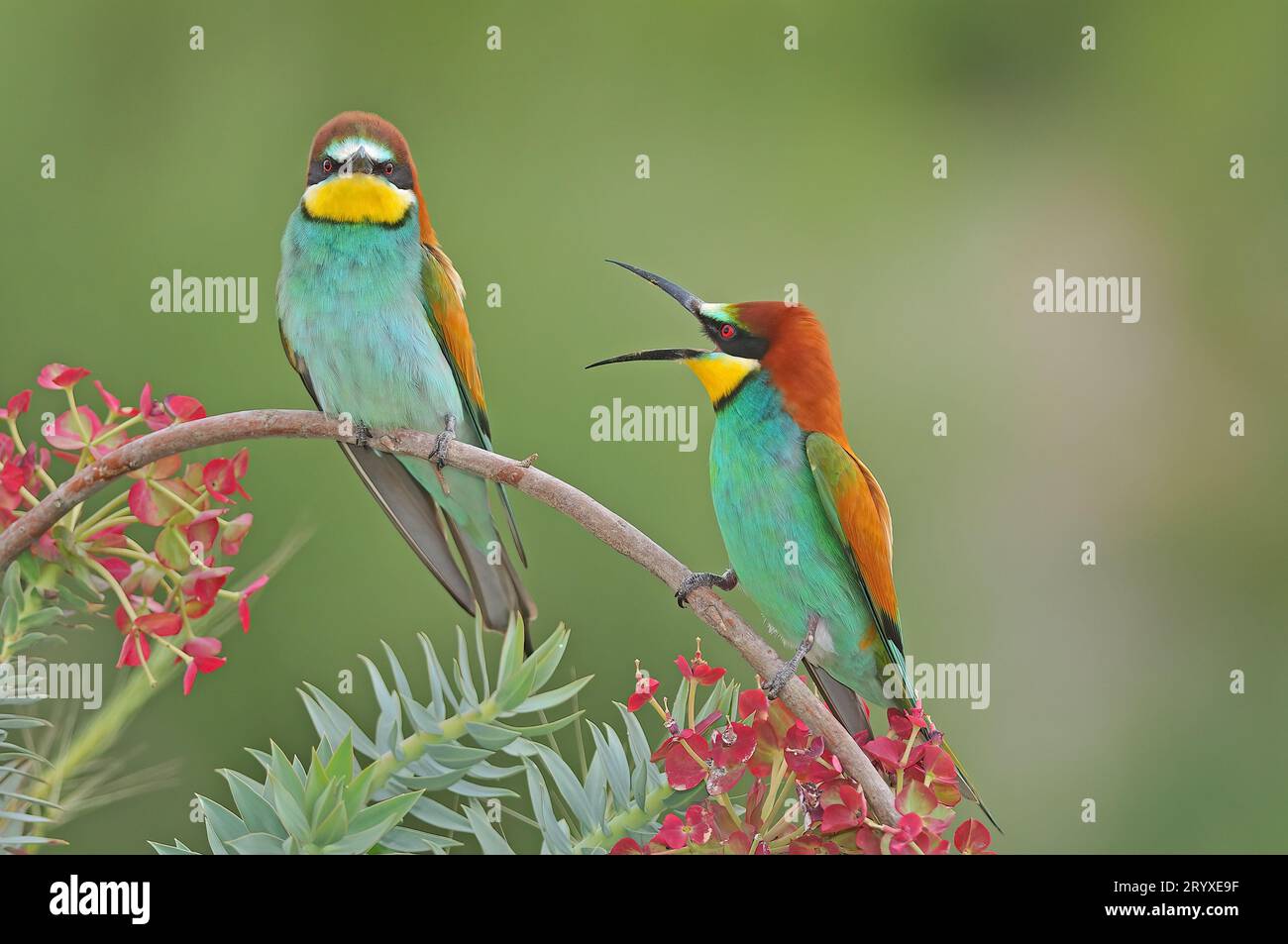 Two bee eaters sitting on a branch hi-res stock photography and images ...