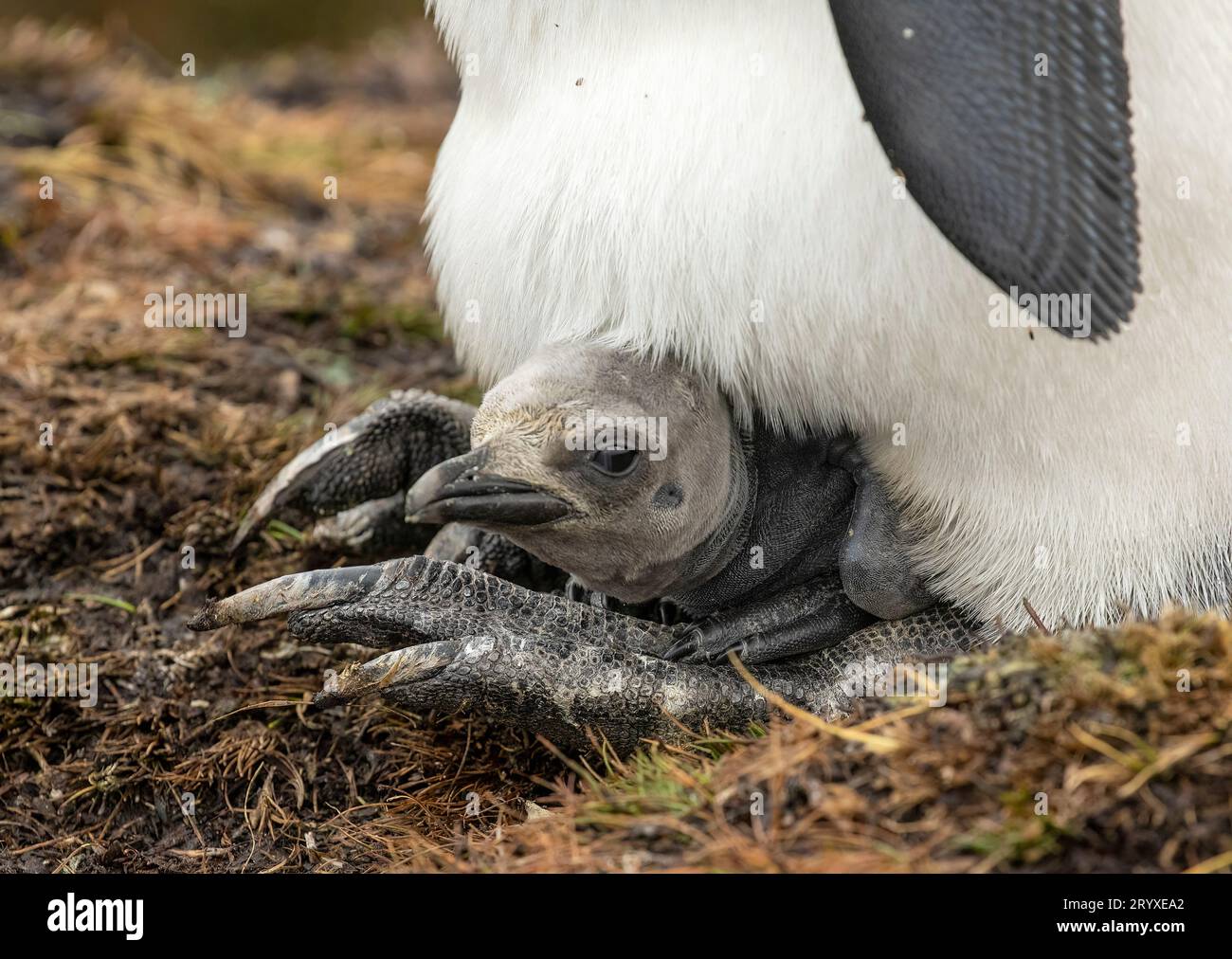 King Penguin Chick Stock Photo - Alamy