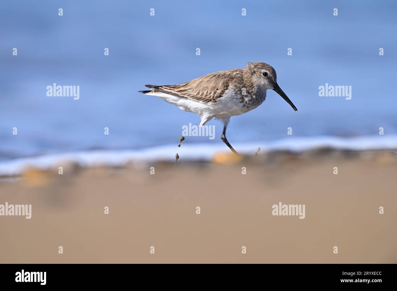 The one-legged Dunlin is feeding on the beach. Dunlin's feeding on the ...
