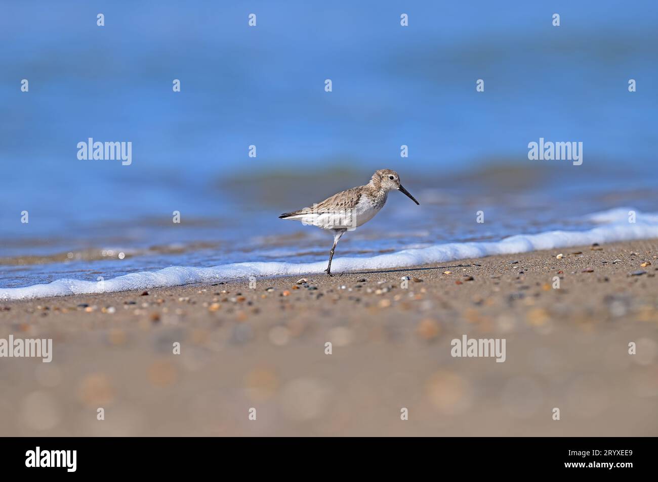 The one-legged Dunlin is feeding on the beach. Dunlin's feeding on the ...