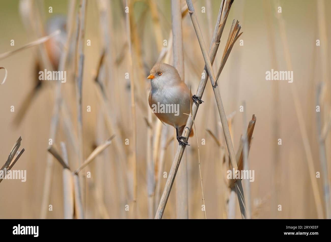 Bearded Reedling sunbathing in the reeds. Bearded Reedling on a reed ...