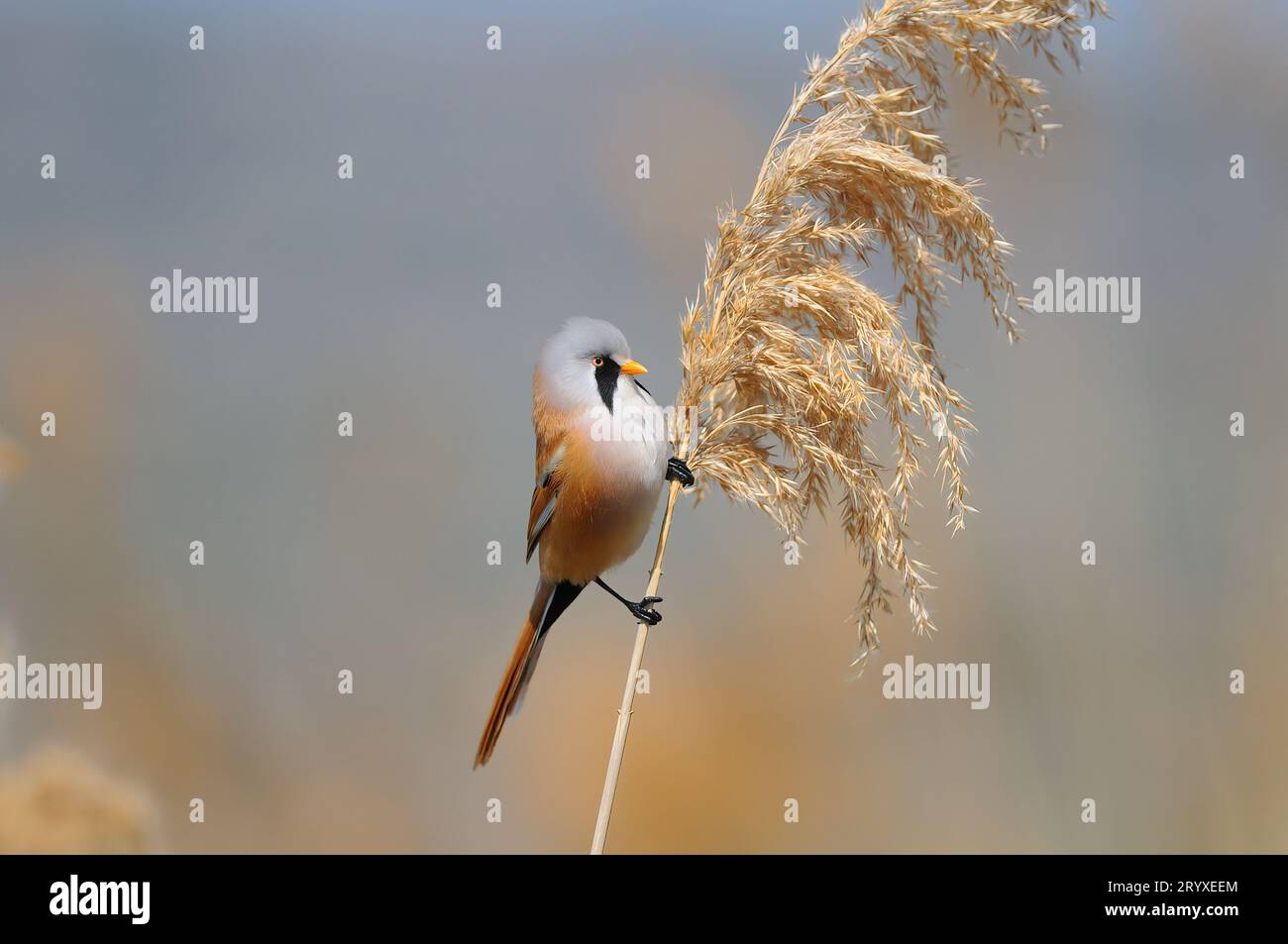 Male Bearded Reedling feeding on a reed. Panurus biarmicus Stock Photo ...